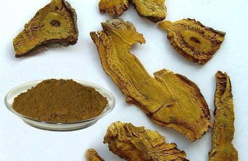 Natural Powder of Bulk Medicinal Herbs Giant Knotweed Extract