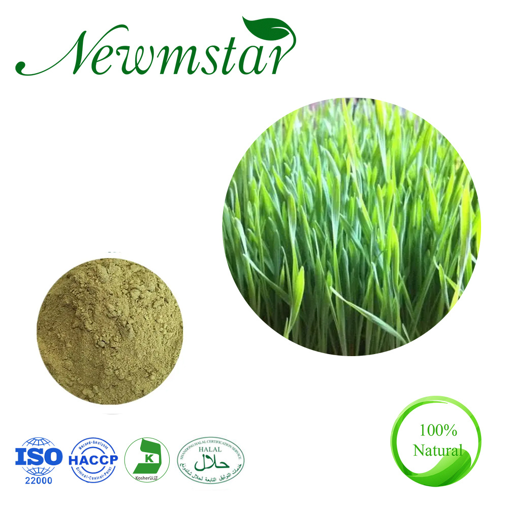 Barley Seedling Powder/Barley Leaf Powder Barley Grass Extract (Hordeum ...