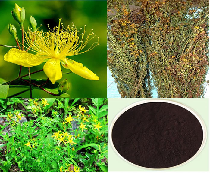 100% Pure Natural St John Wort Extract