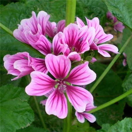 Hot Sale Malva Sylvestris Extract/Mallow Extract Plant Extract, with ...